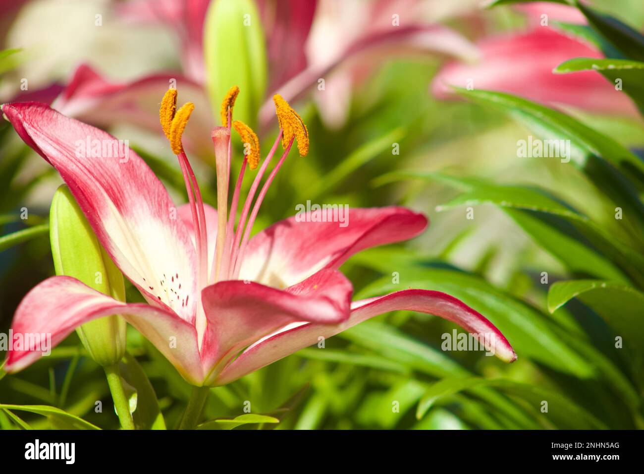 Time lily hi-res stock photography and images - Alamy