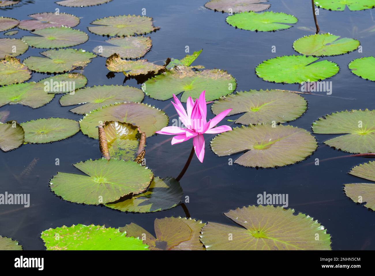 A beautiful pink waterlily or lotus flower in pond. Many blooming ...