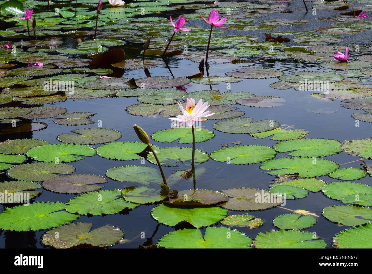 A beautiful pink and white waterlily or lotus flower in pond. Many ...