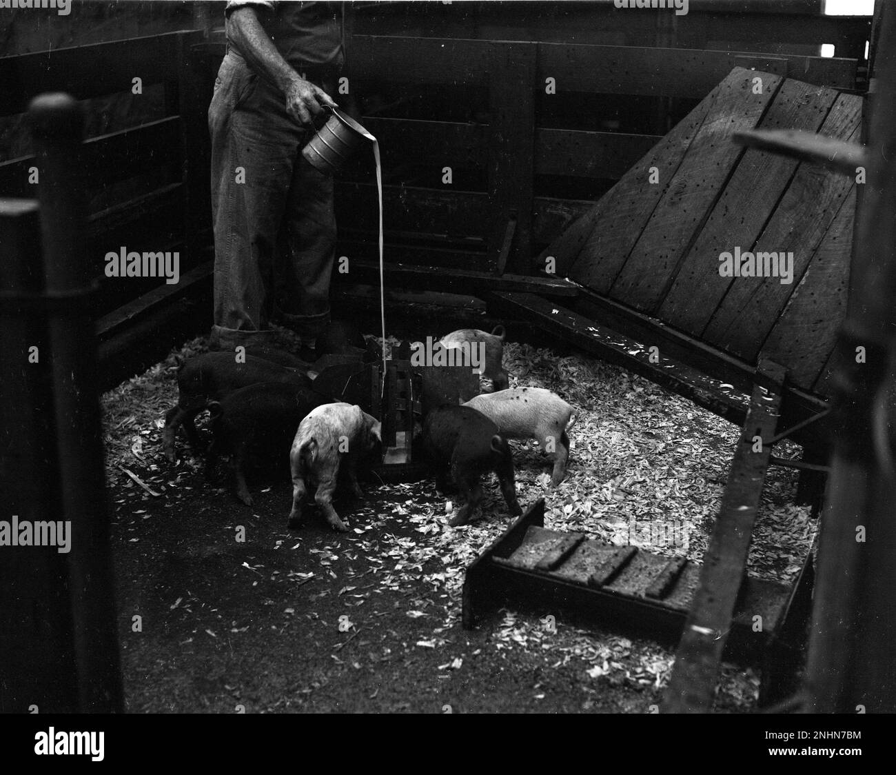 A incarcerated person feeds pigs at the U.S. Honor Farm, also known as ...