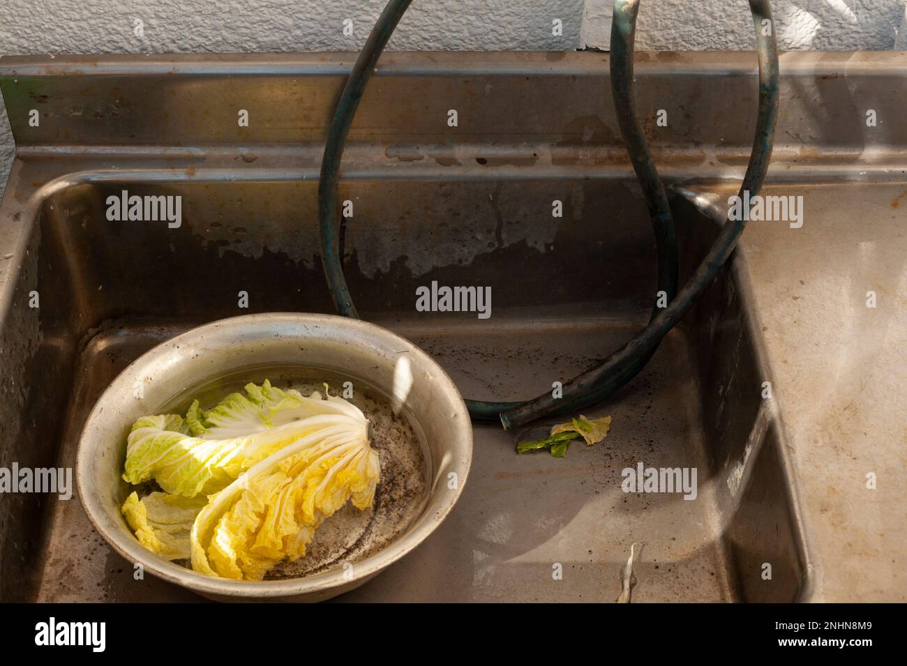 Cleaning home-grown napa cabbage, or hakusai, for pickling, Yokohama ...