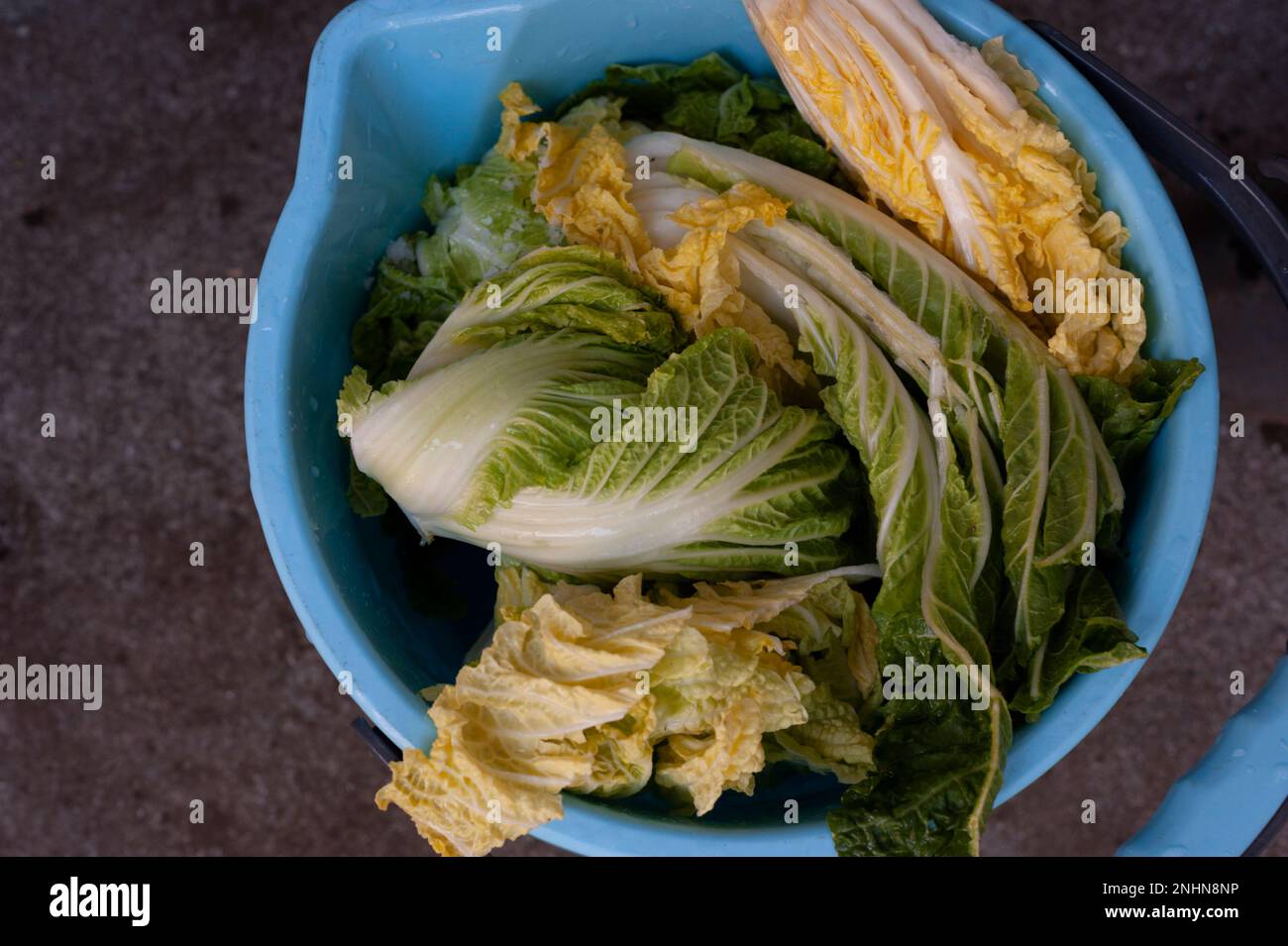 Cleaning home-grown napa cabbage, or hakusai, for pickling, Yokohama ...