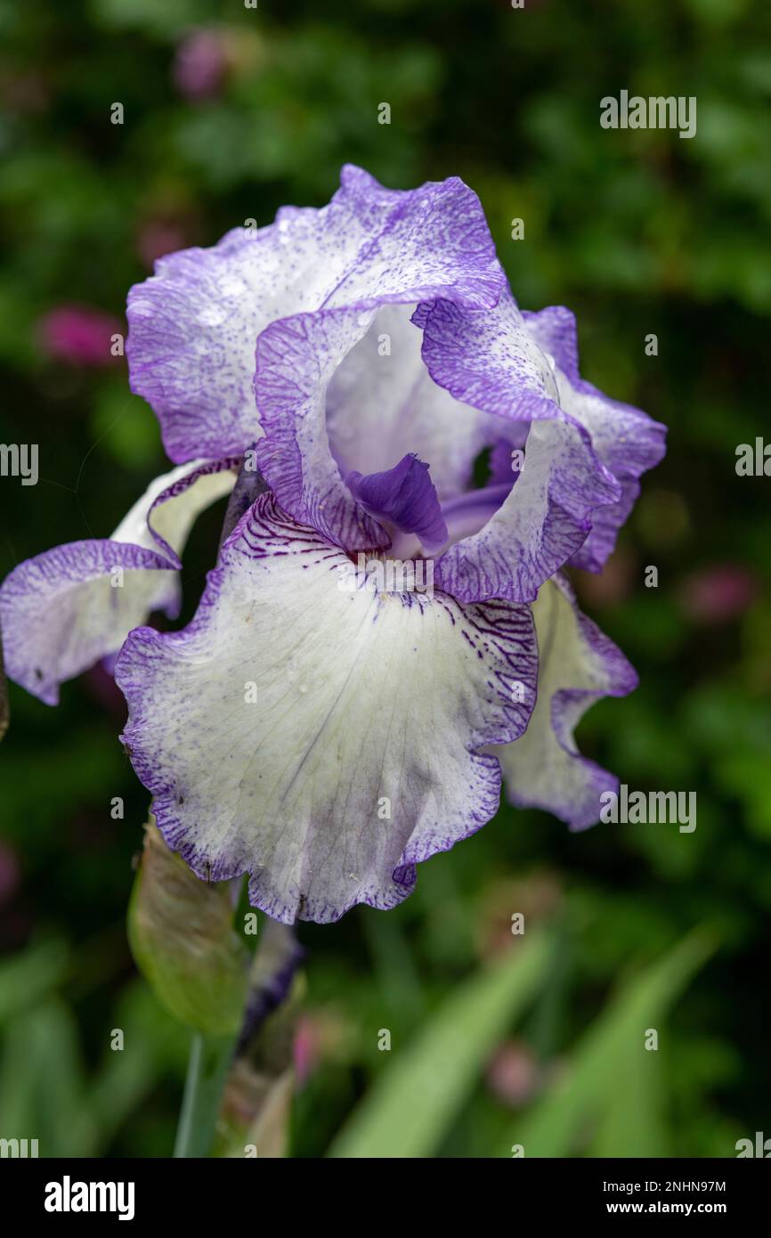 Iris germanica spp hi-res stock photography and images - Alamy