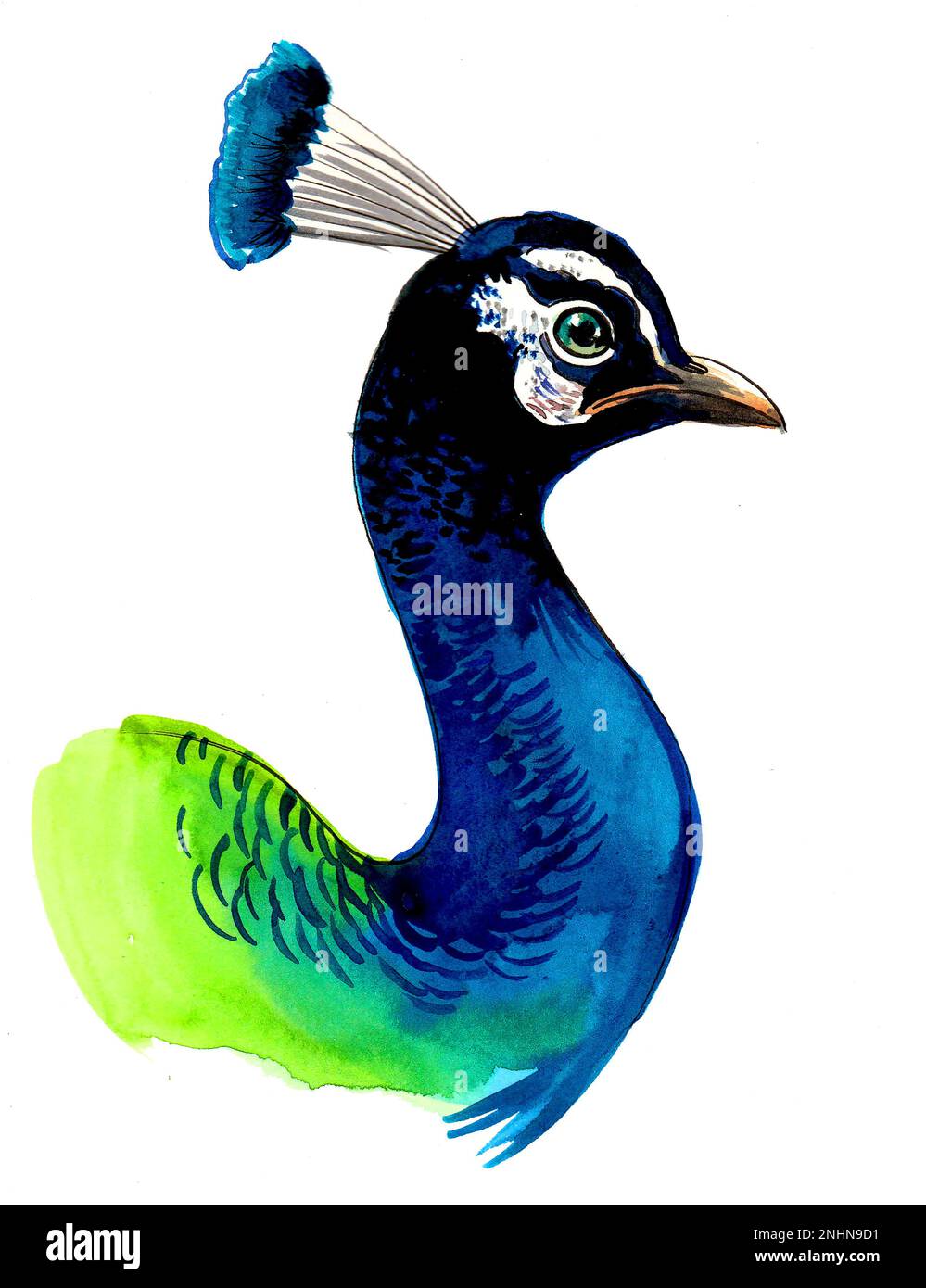 Peacock bird head. Ink and watercolor drawing Stock Photo - Alamy
