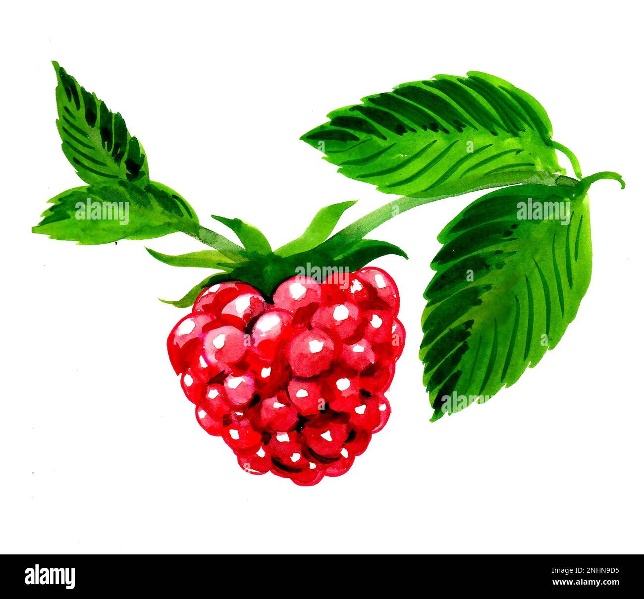 Red raspberry on a branch with green leaves. Watercolor painting Stock ...