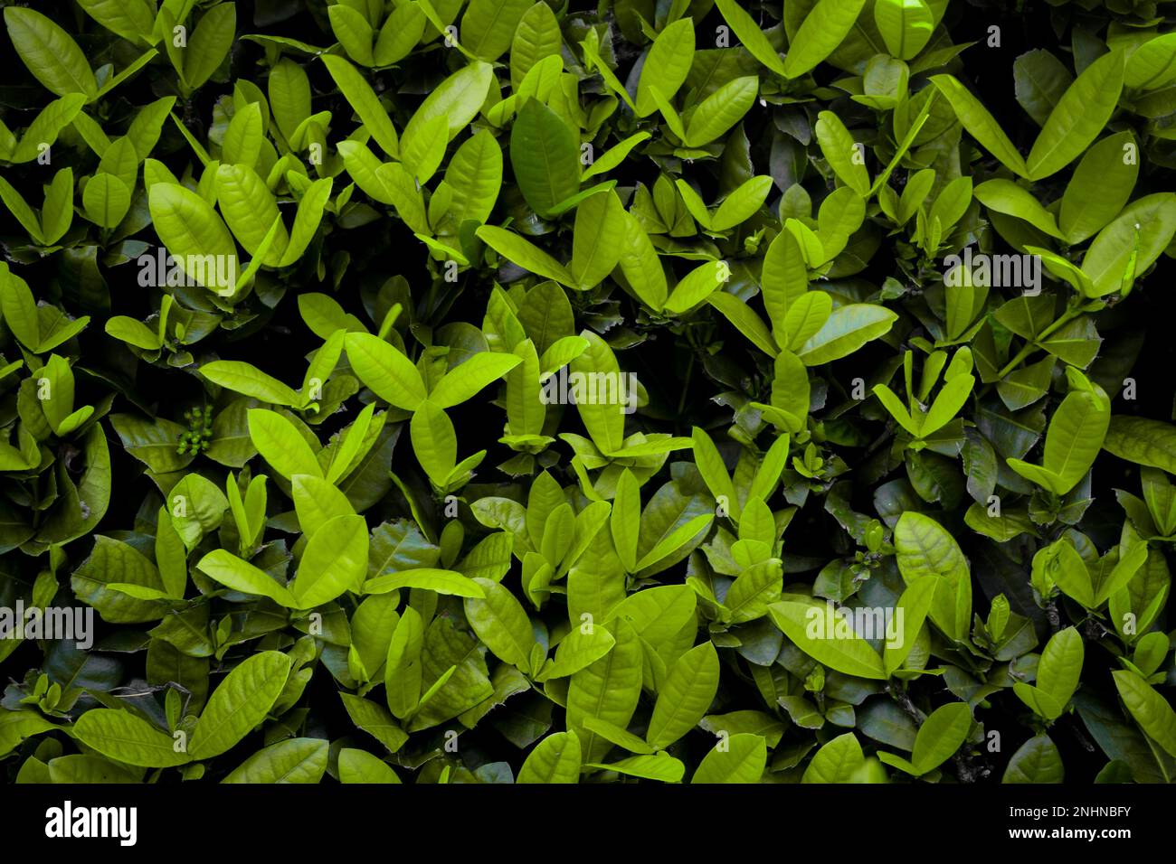 Close-up showing leaves on a hedge. Green leaves pattern background ...