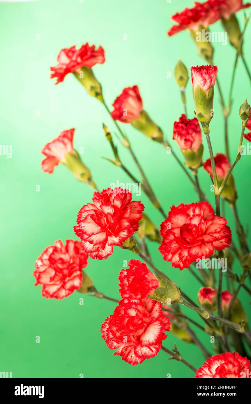 Red carnation flowers isolated on green background Stock Photo - Alamy