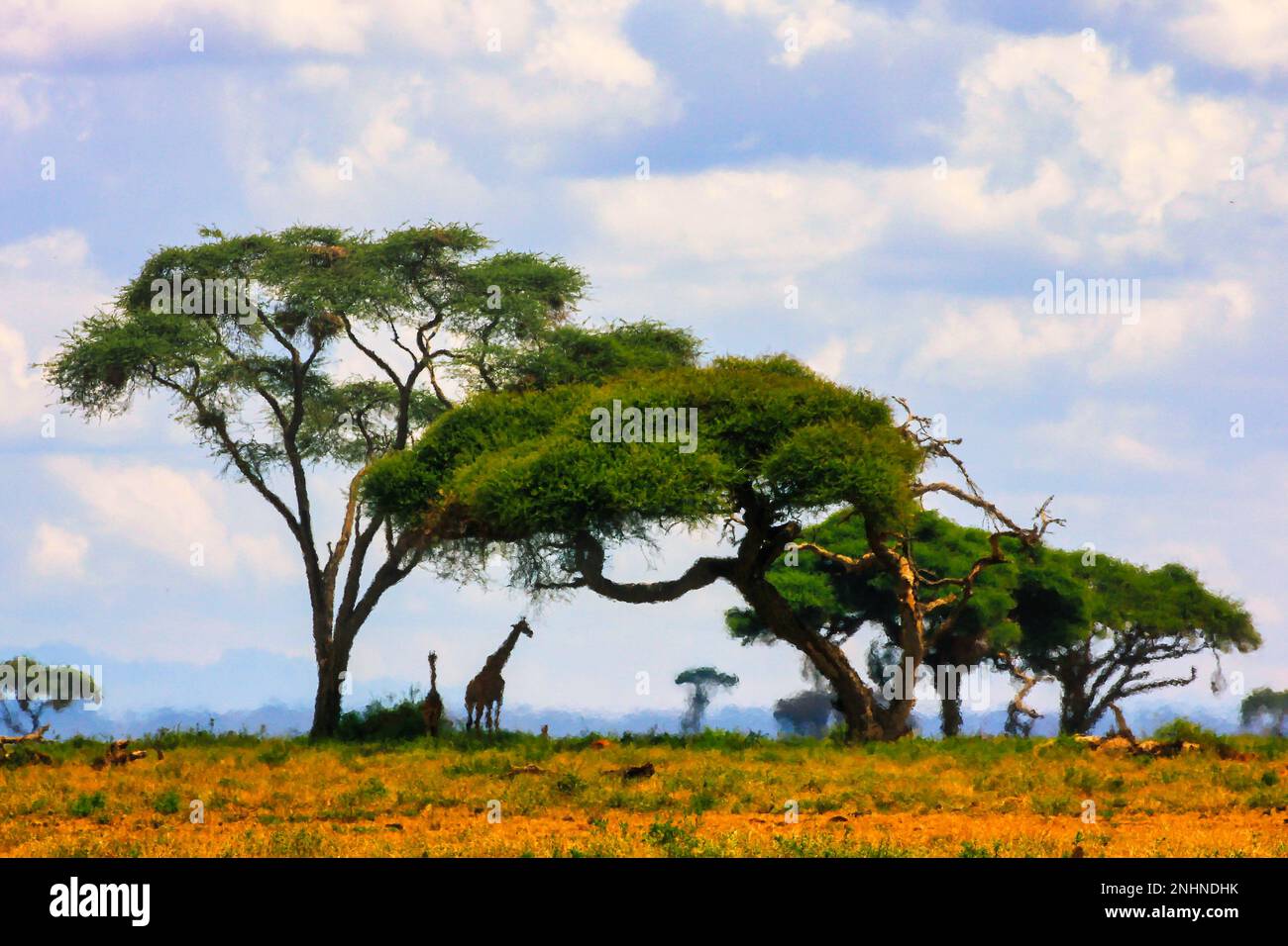 Acacia tree in the open savanna mara kenya in africa Stock Photo - Alamy