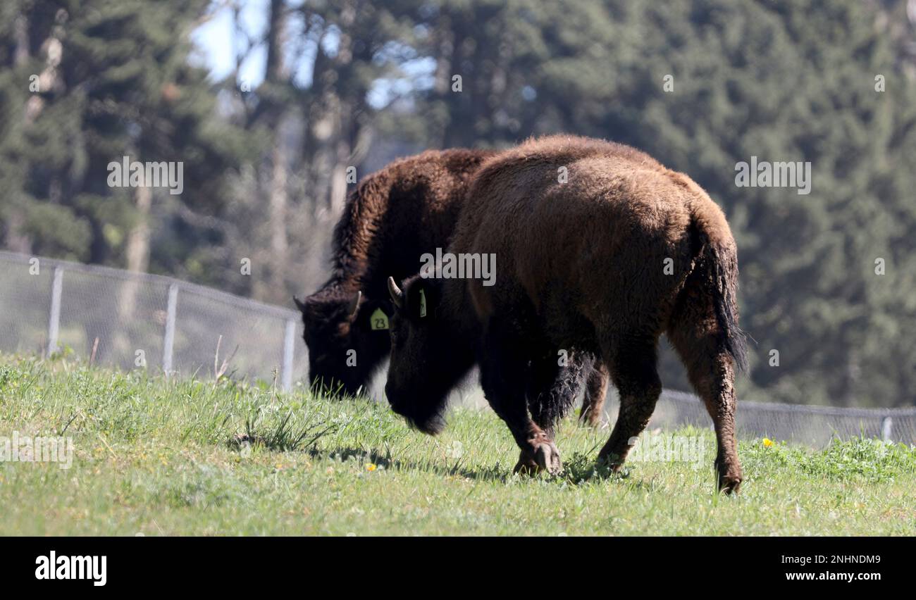 Two of the five new bison have been introduced to the herd at the ...