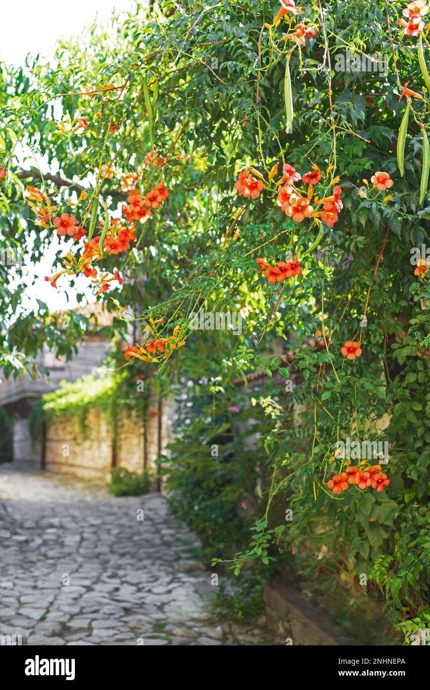 flower-covered streets of the southern city Stock Photo - Alamy