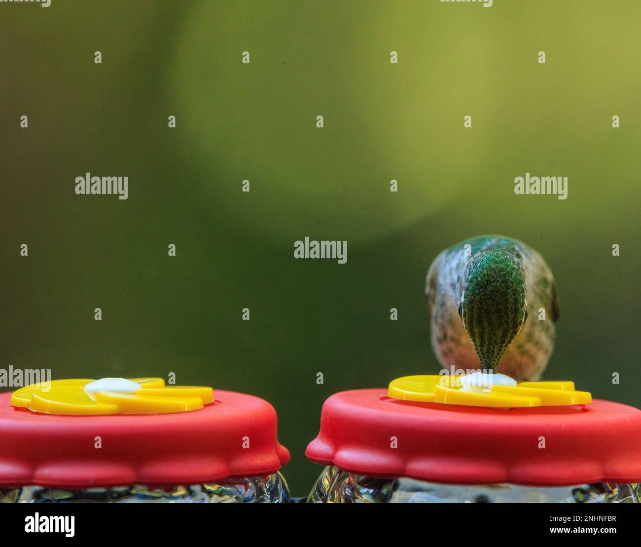 Gorgeous Thirsty Hummingbird Sipping Nectar from a Feeder Stock Photo ...