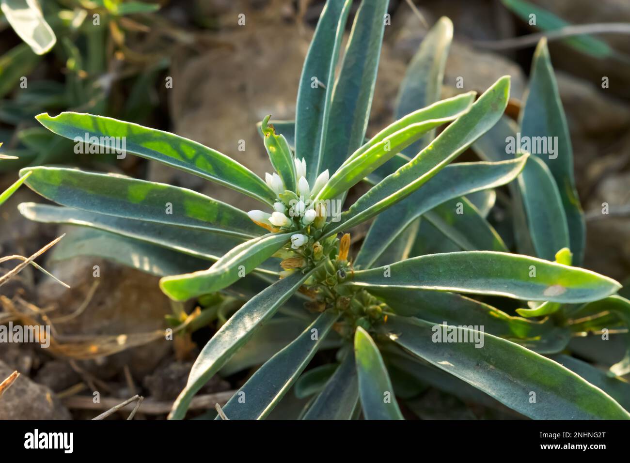Enicostemma littorale hi-res stock photography and images - Alamy