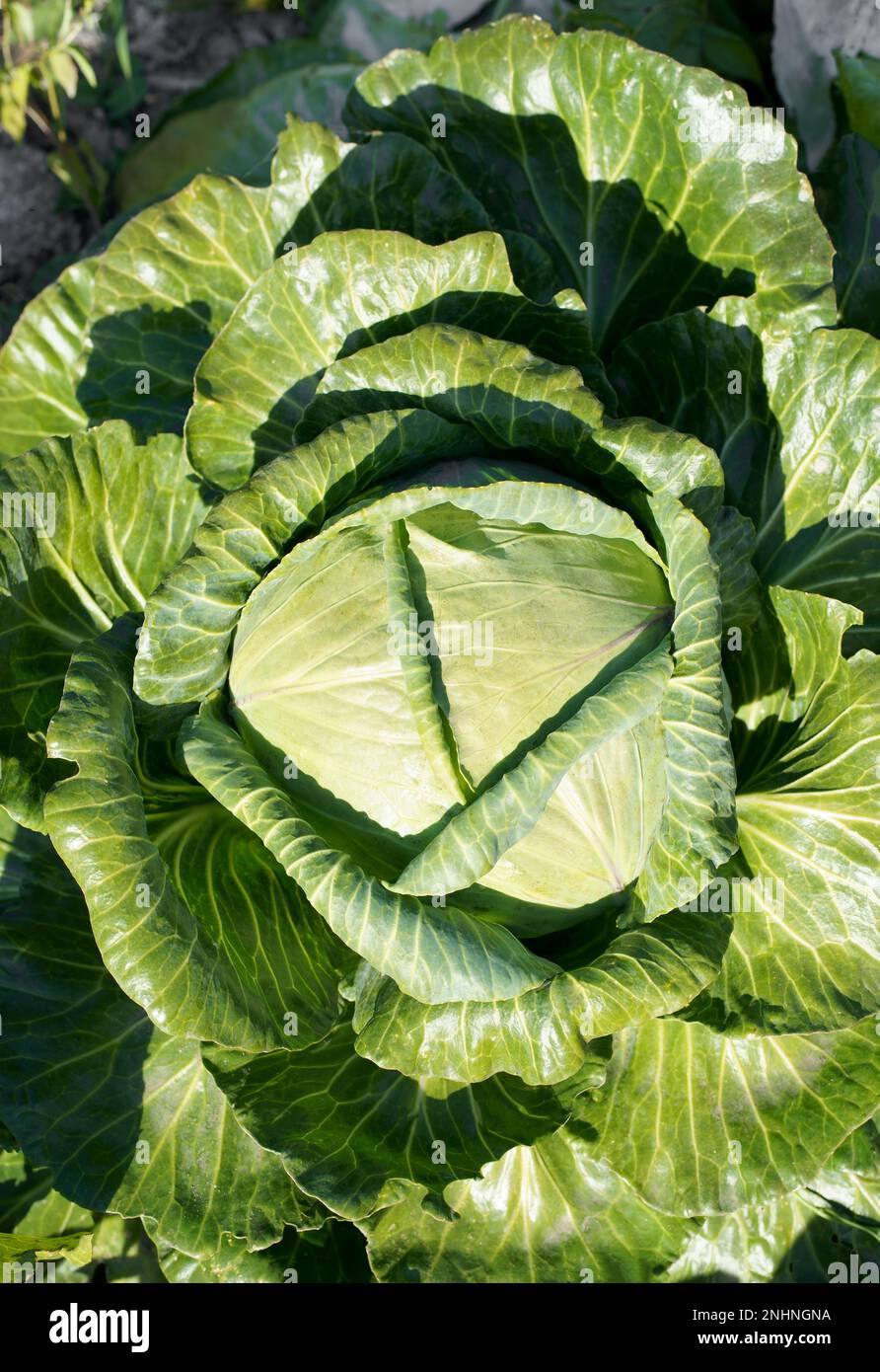 Close up top view of Cabbage. Fresh green healthy cabbage vegetable ...