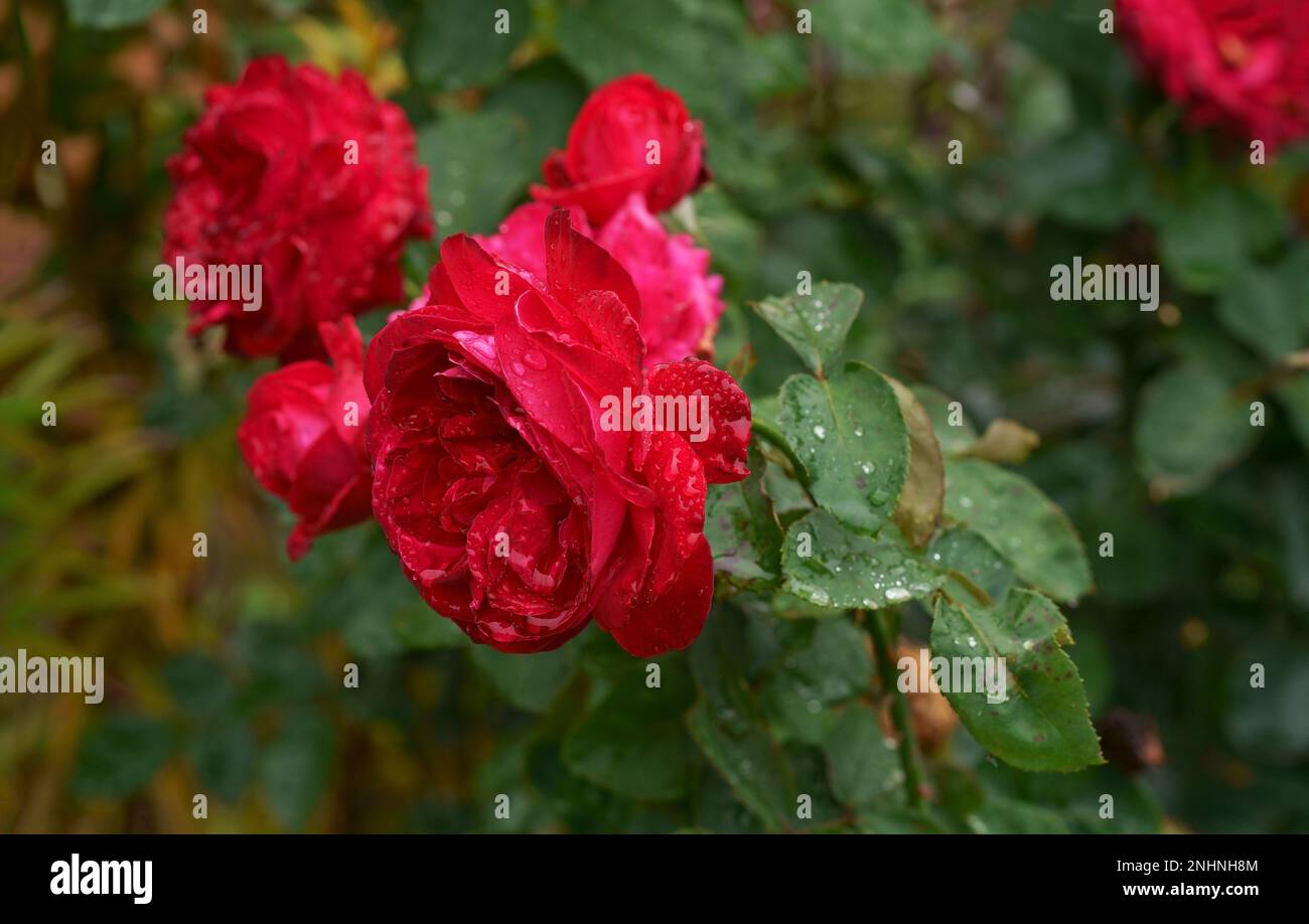 Beautiful pink climbing roses in summer garden with white background ...