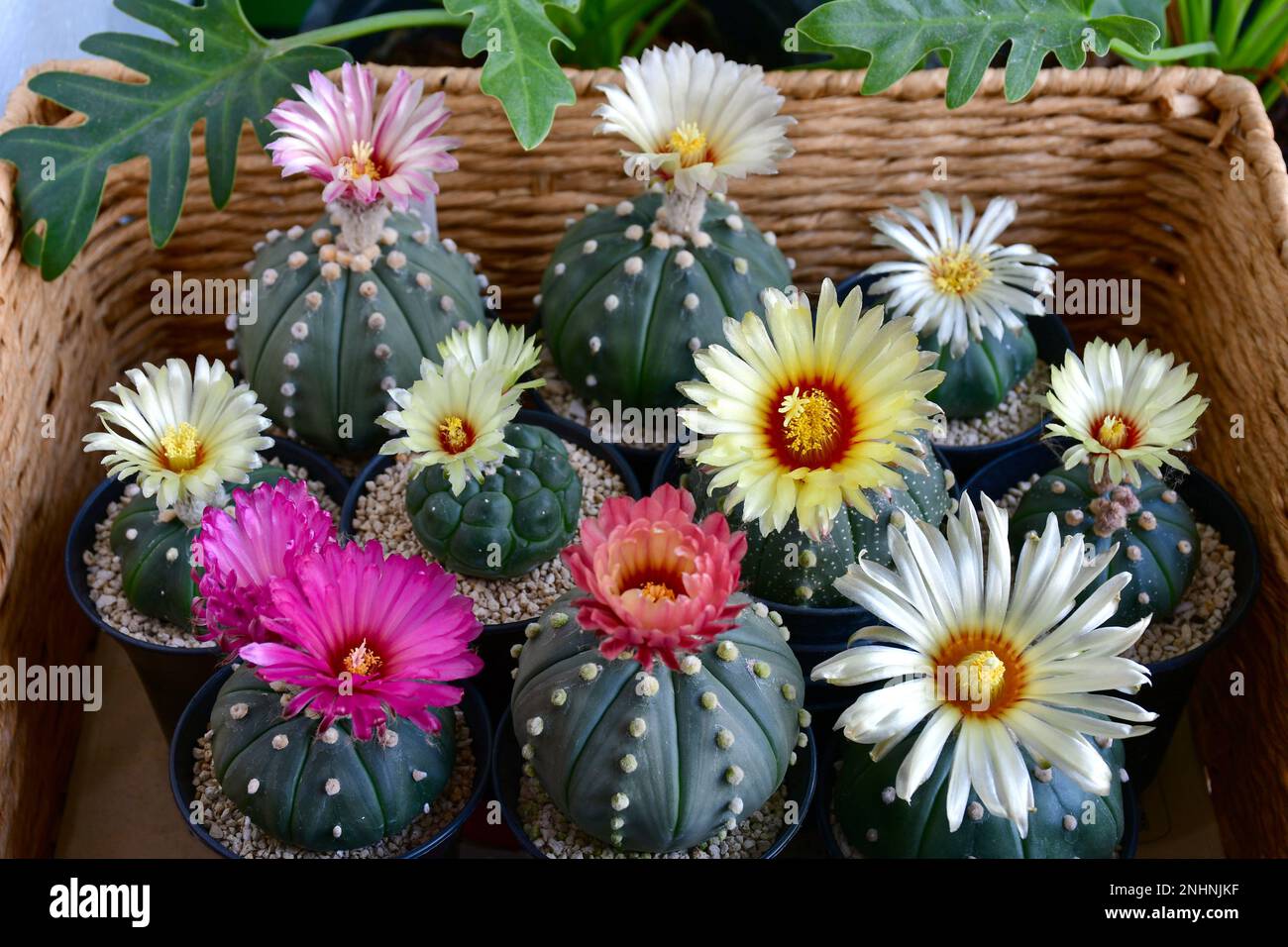 Full basket of blooming Astrophytum asterias flowers. Blooming ...