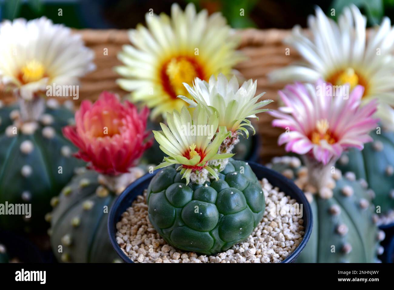 Full basket of blooming Astrophytum asterias flowers. Blooming ...