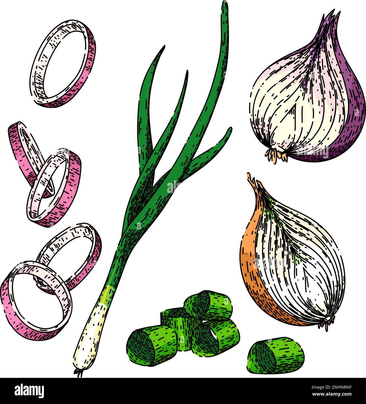onion white red set sketch hand drawn vector Stock Vector Image & Art ...
