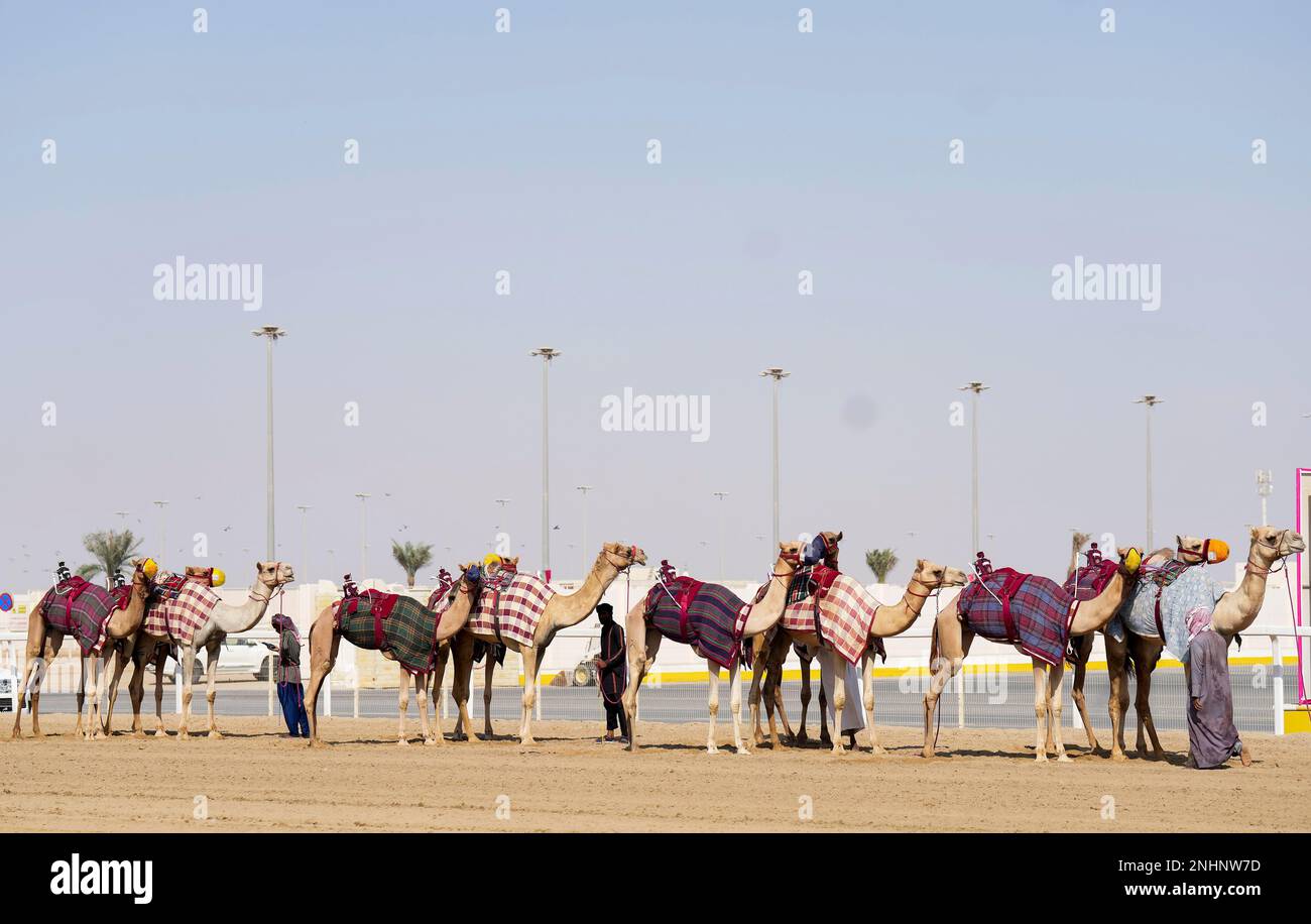 Camel racing handlers train camels on the racetrack in Al Shahaniya ...