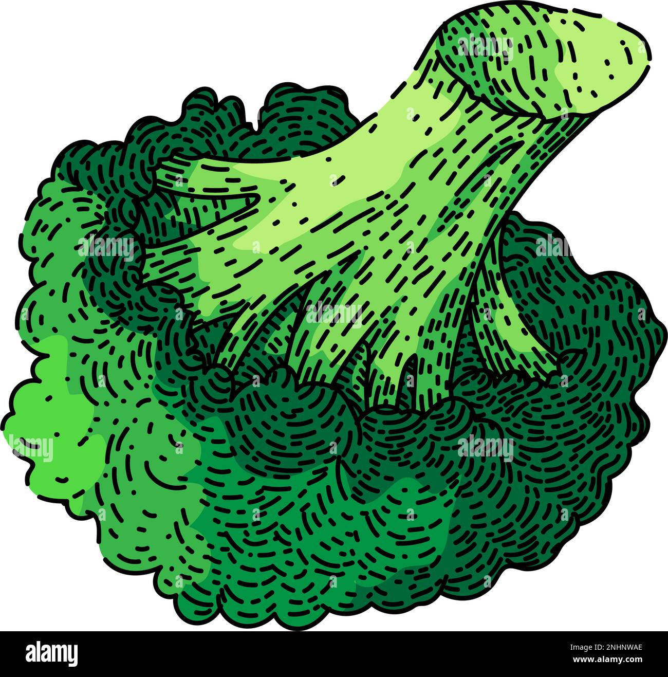 broccoli fresh sketch hand drawn vector illustration Stock Vector Image ...