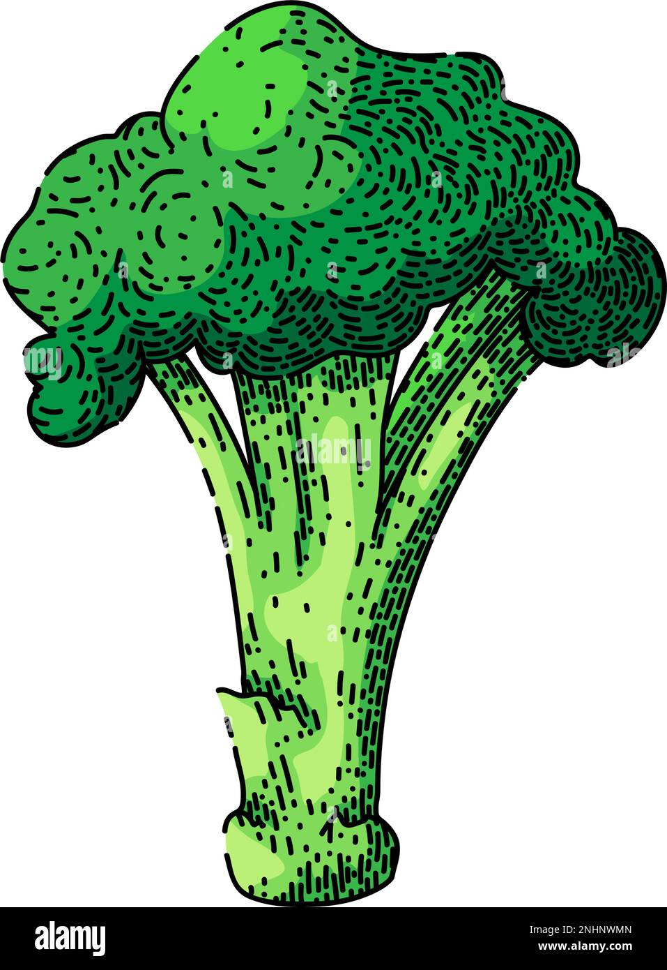broccoli fresh sketch hand drawn vector illustration Stock Vector Image ...