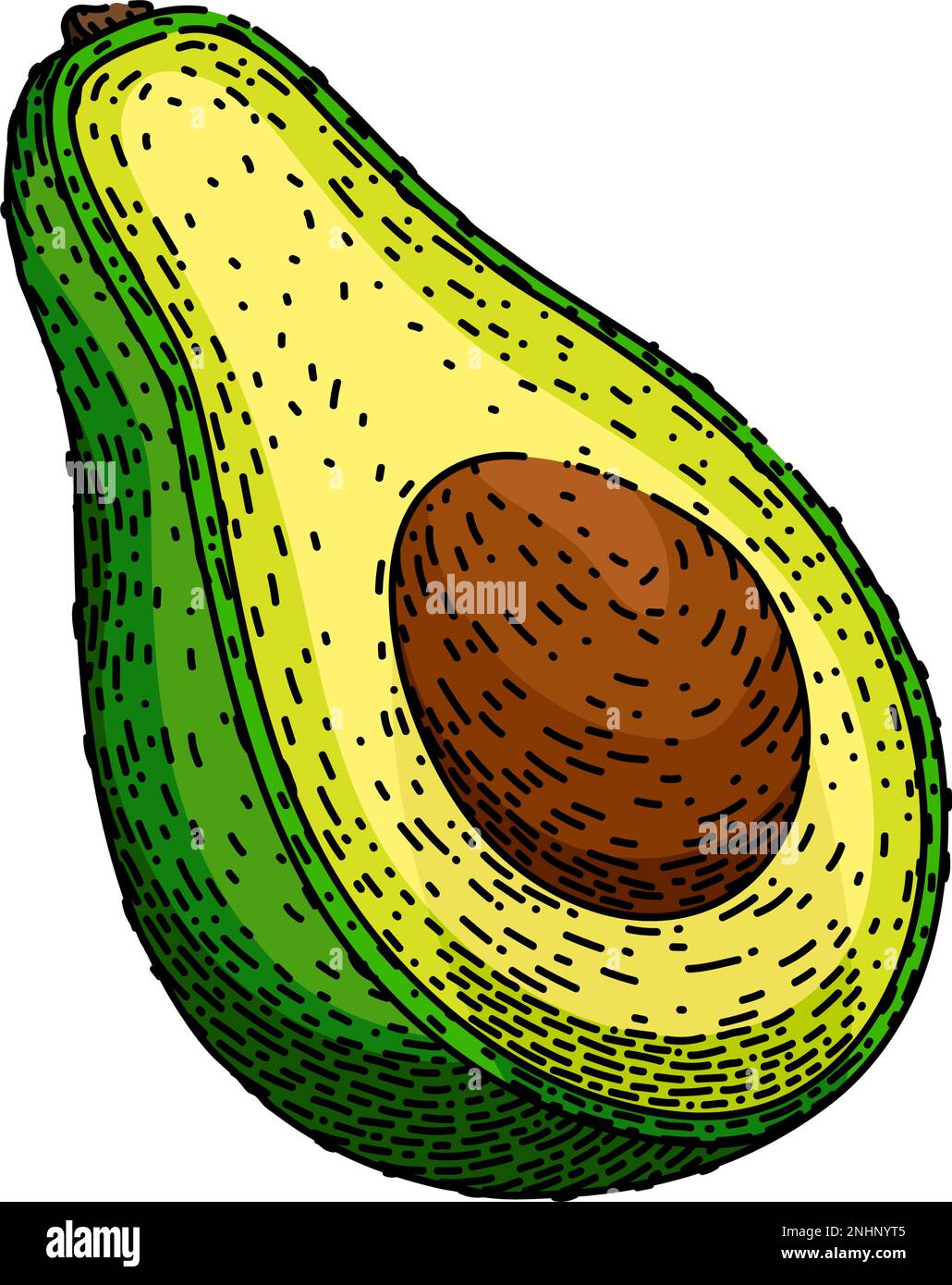 avocado cut sketch hand drawn vector illustration Stock Vector Image ...