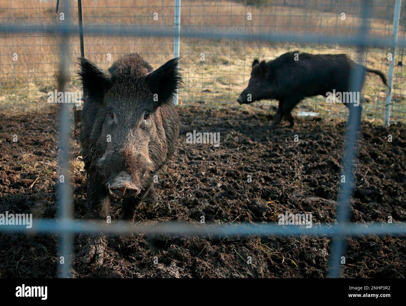 FILE - Two feral hogs are caught in a trap on a farm in rural ...
