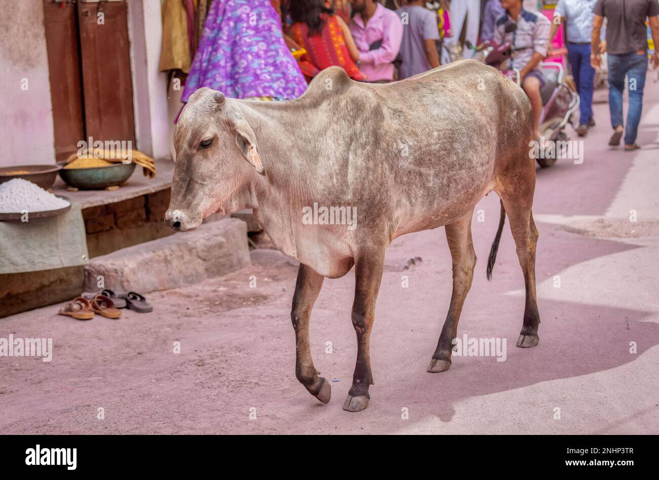 Pushkar holy cow walking on the street, Rajasthan India Stock Photo - Alamy