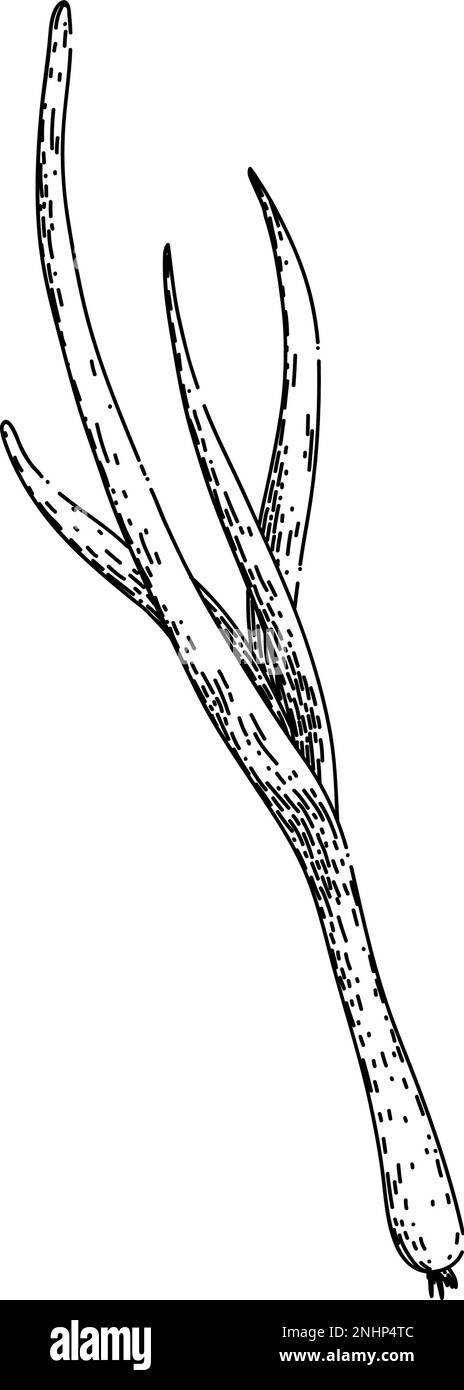 Green Onion Sketch Illustration In Graphics "Green Onions" On A White