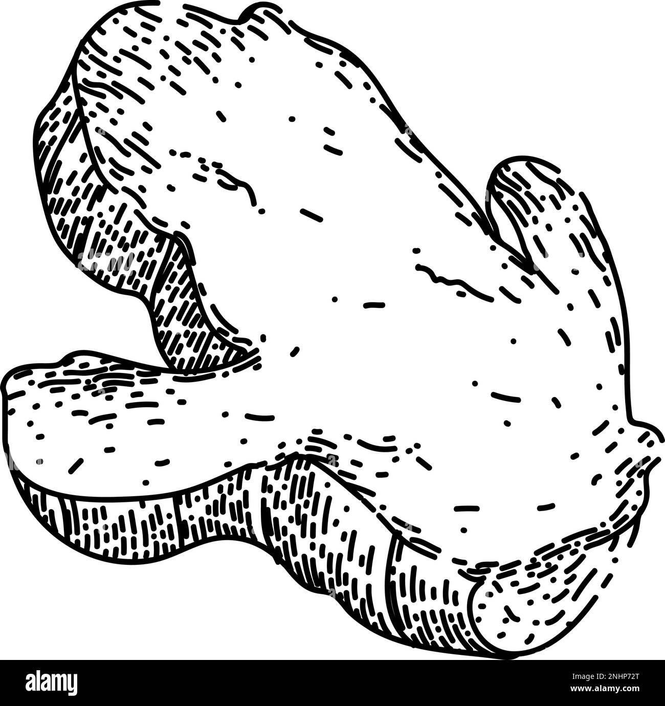 ginger cut slice sketch hand drawn vector Stock Vector Image & Art - Alamy