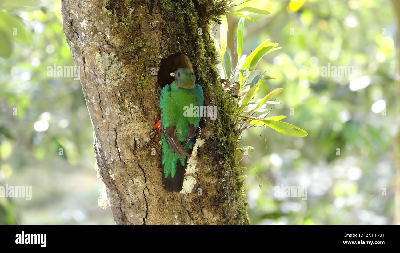 female resplendent quetzal works on a nest hollow in a dead tree Stock ...