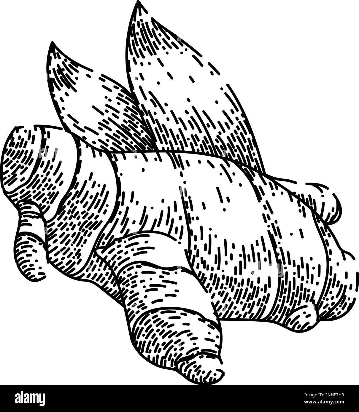 ginger food sketch hand drawn vector illustration Stock Vector Image ...