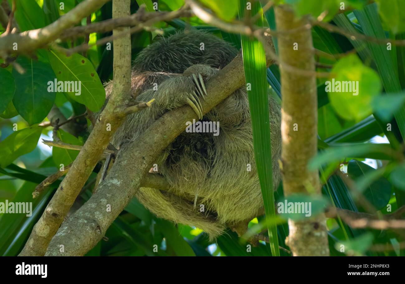 close view of a young three-toed sloth a sleep in a tree Stock Photo ...