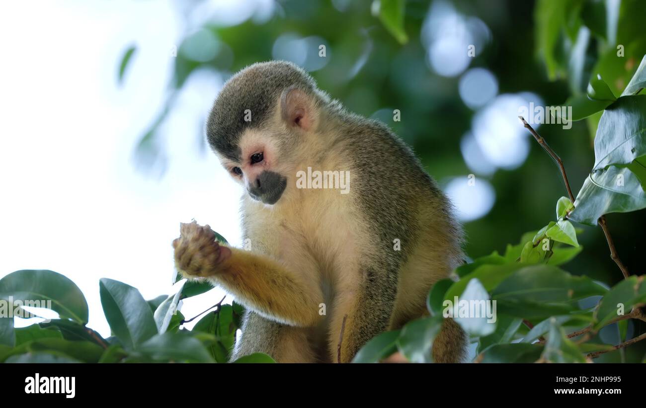 squirrel monkey sitting and eating at manuel antonio of costa rica ...