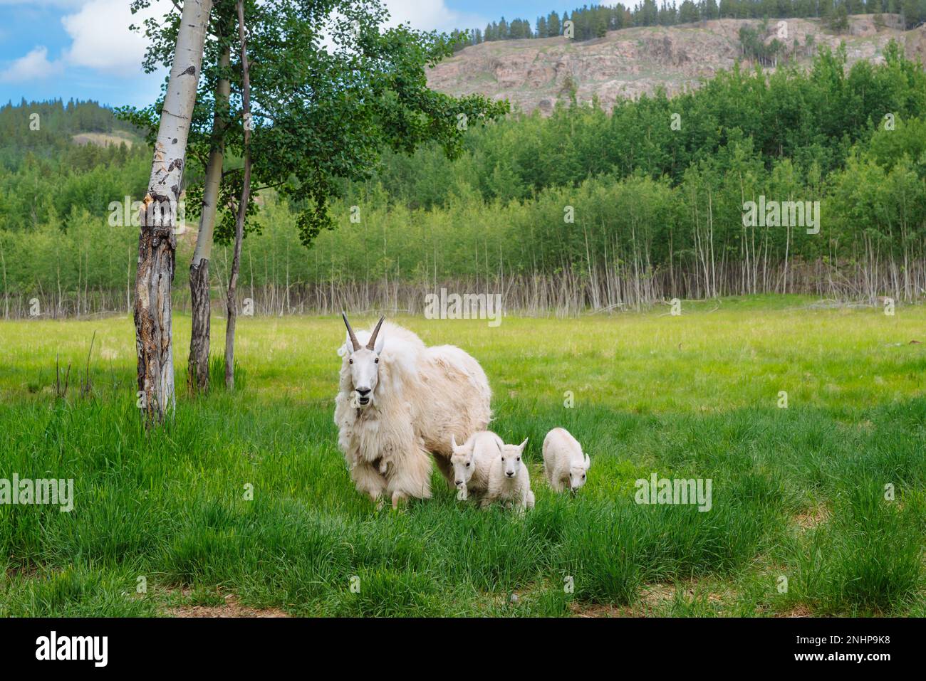 Mountain goats at the Yukon Wildlife Preserve near Whitehorse, Yukon ...