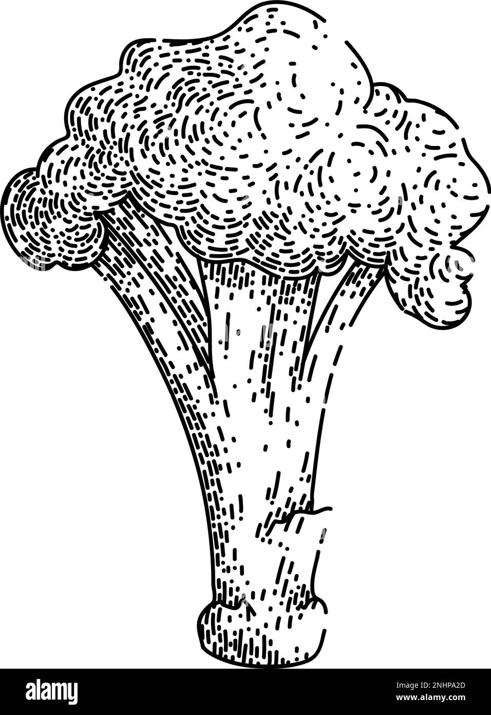 broccoli fresh sketch hand drawn vector illustration Stock Vector Image ...