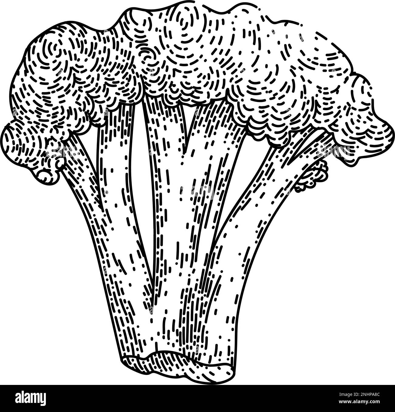 broccoli green sketch hand drawn vector illustration Stock Vector Image ...