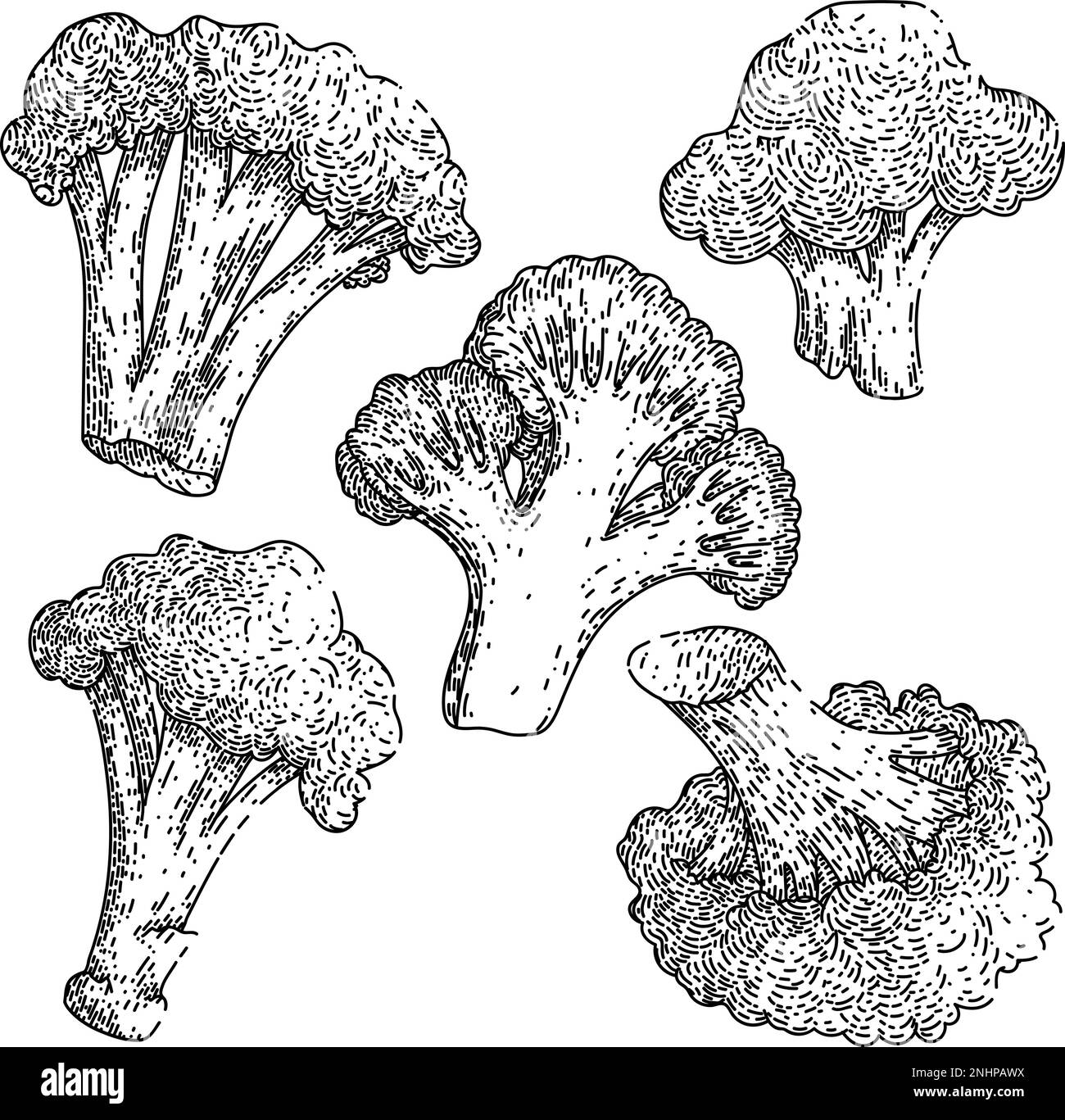 broccoli green fresh set sketch hand drawn vector Stock Vector Image ...