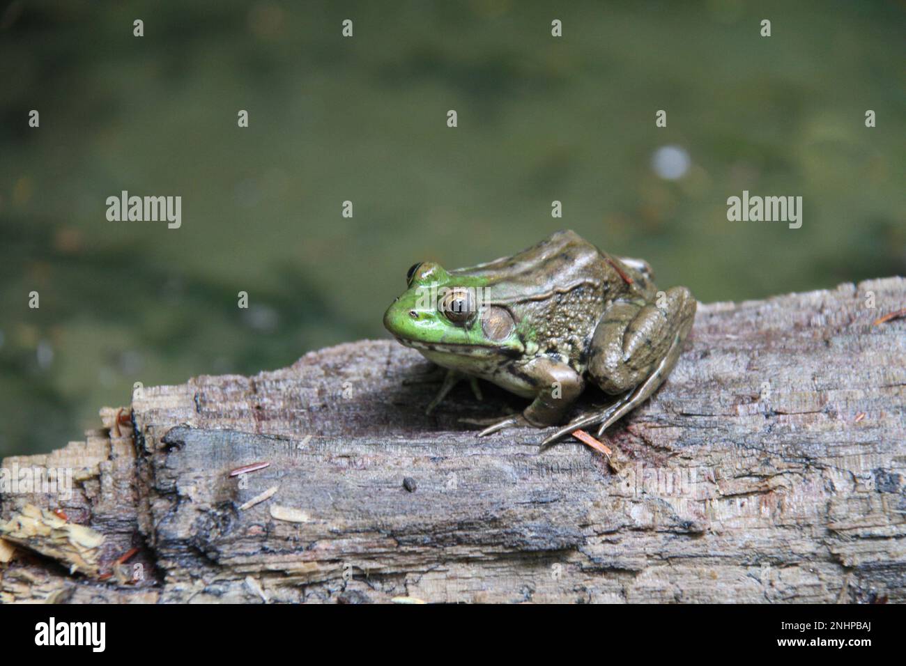 Lithobates clamitans hi-res stock photography and images - Alamy
