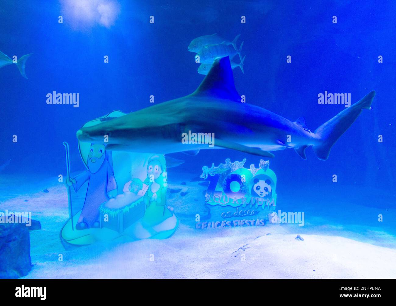 A shark swimming in front of the methacrylate aquatic Nativity Scene in ...