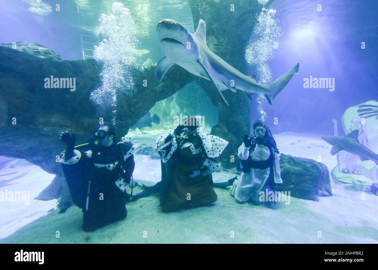 The team of divers of the Aquarium during the installation of the ...