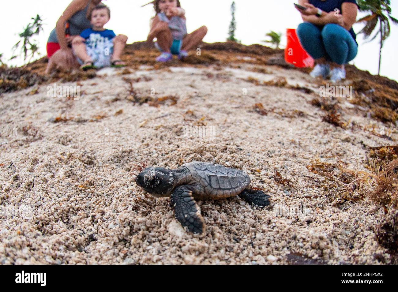 220801-N-IW125-1048 KEY WEST, Fla. (Aug 1, 2022) A Loggerhead turtle ...