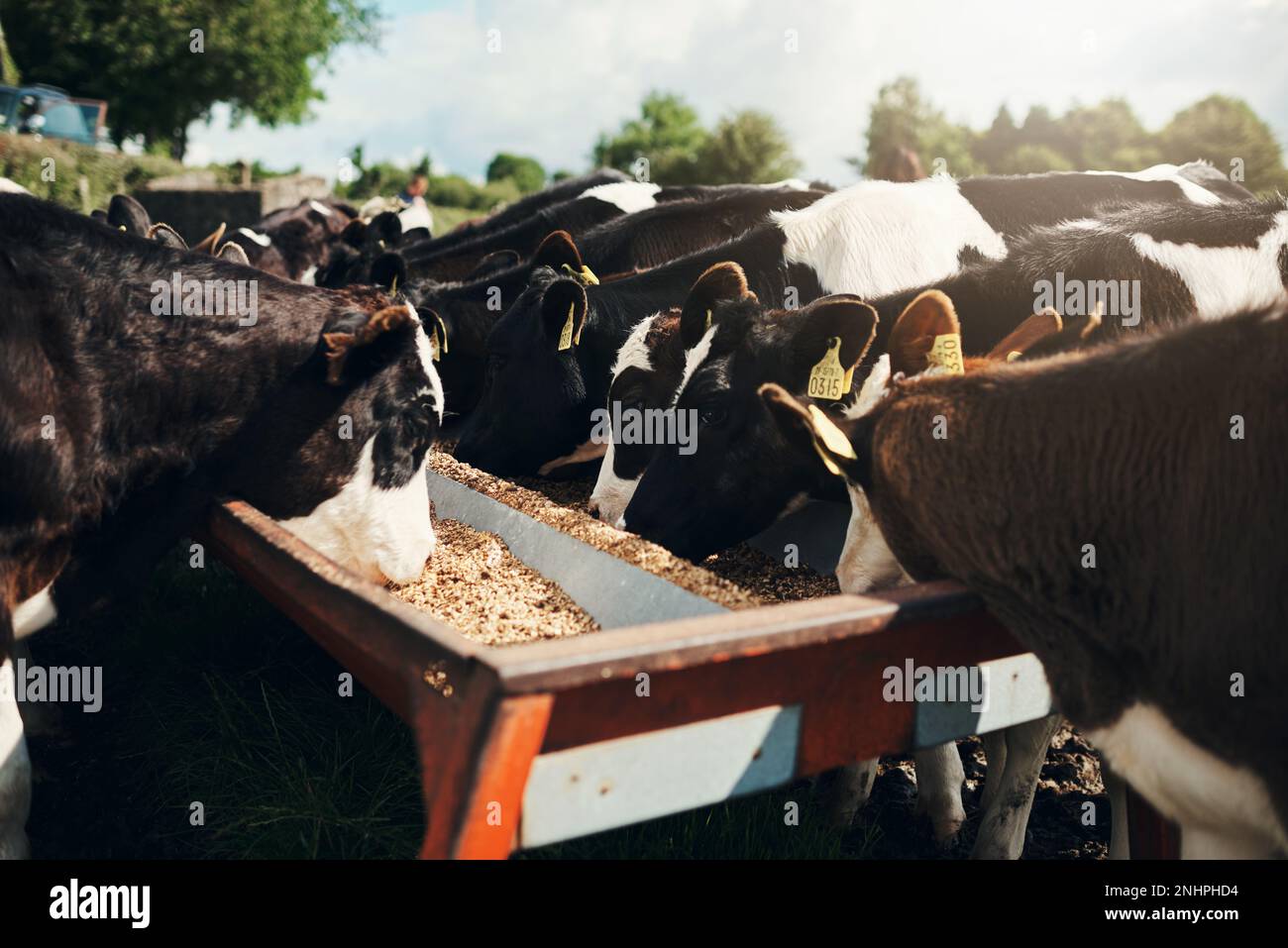 Herd with young animals eating hi-res stock photography and images - Alamy