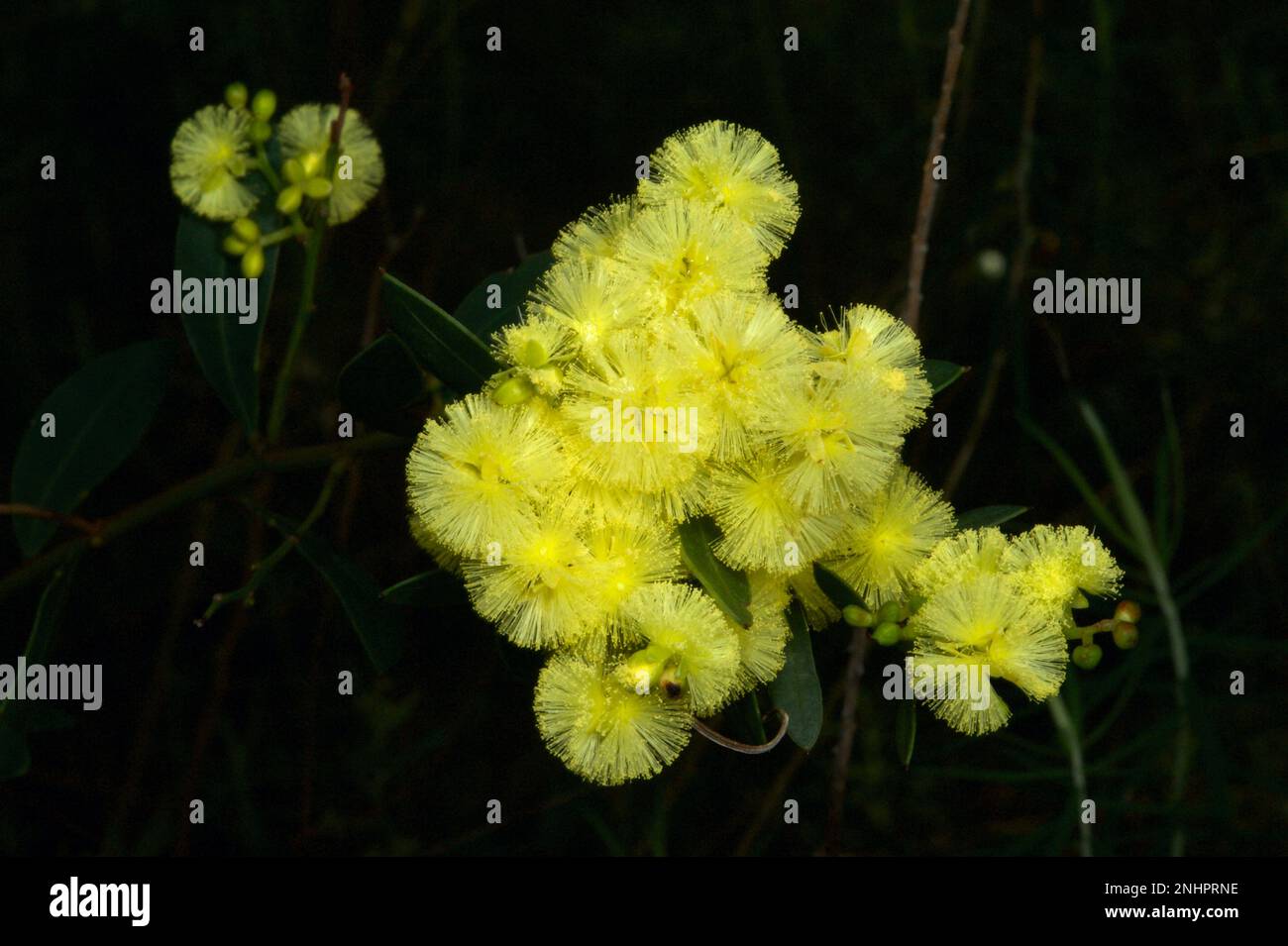 Springtime in Australia is Wattle time - glorious golden flowers ...