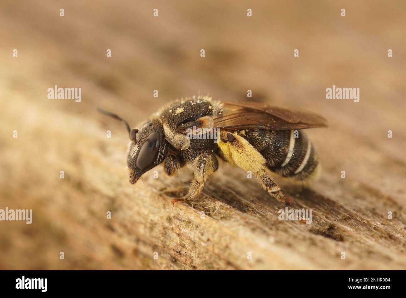 Closeup of a not so common solitary bee, Pseudapis diversipes with it ...