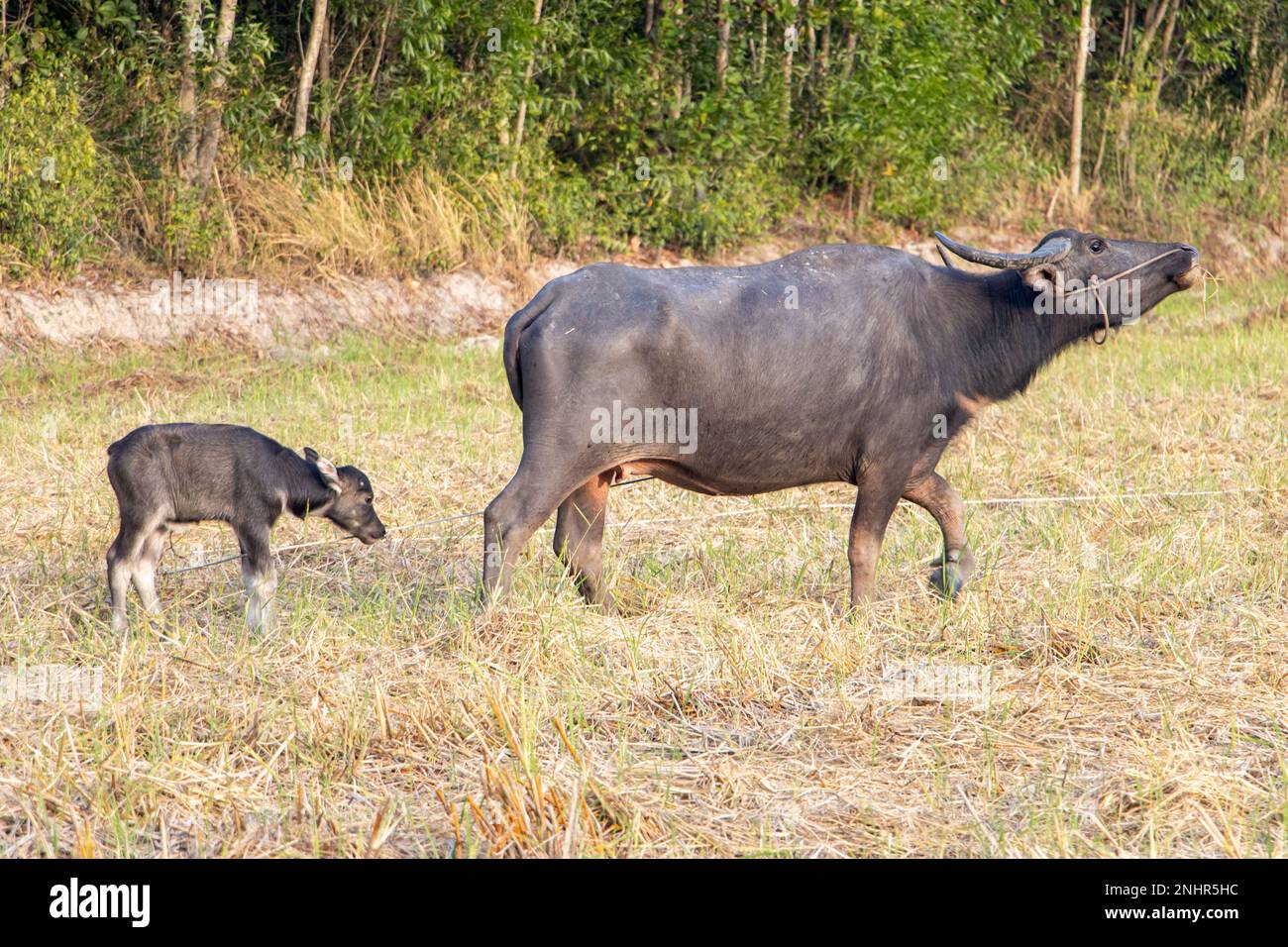 Baby water buffalo hi-res stock photography and images - Alamy
