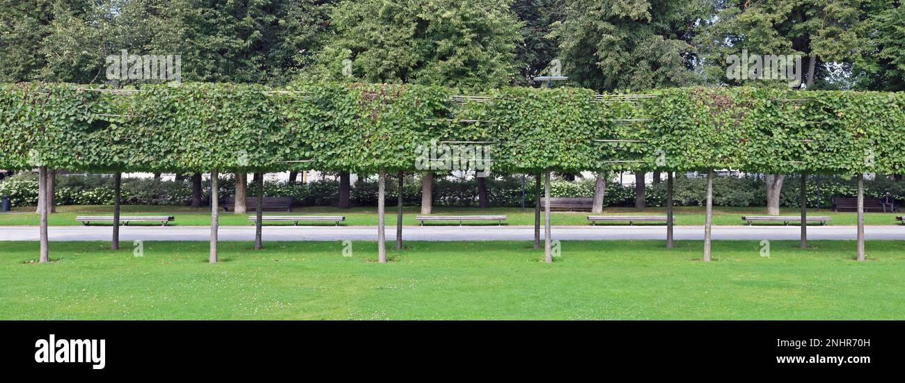 Square linden trees as an element of modern decorative park design ...