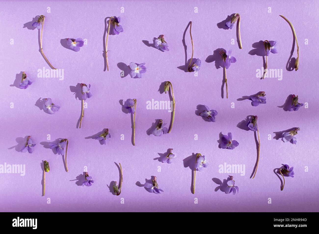 Mother's Day. A greeting card with purple spring flowers. Top view of ...