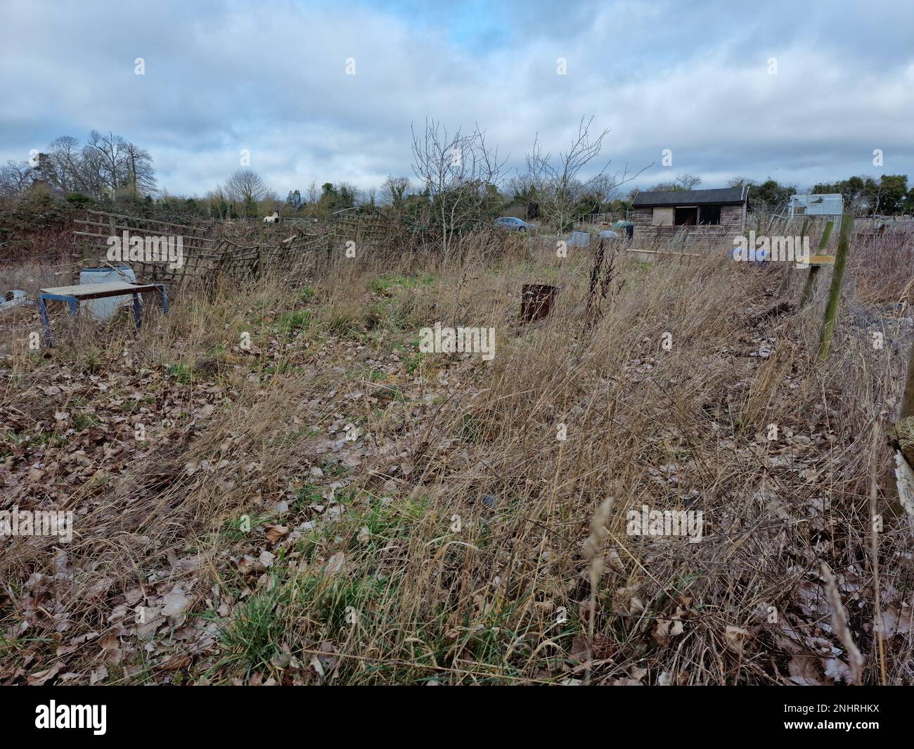 Allotment overgrown hi-res stock photography and images - Alamy
