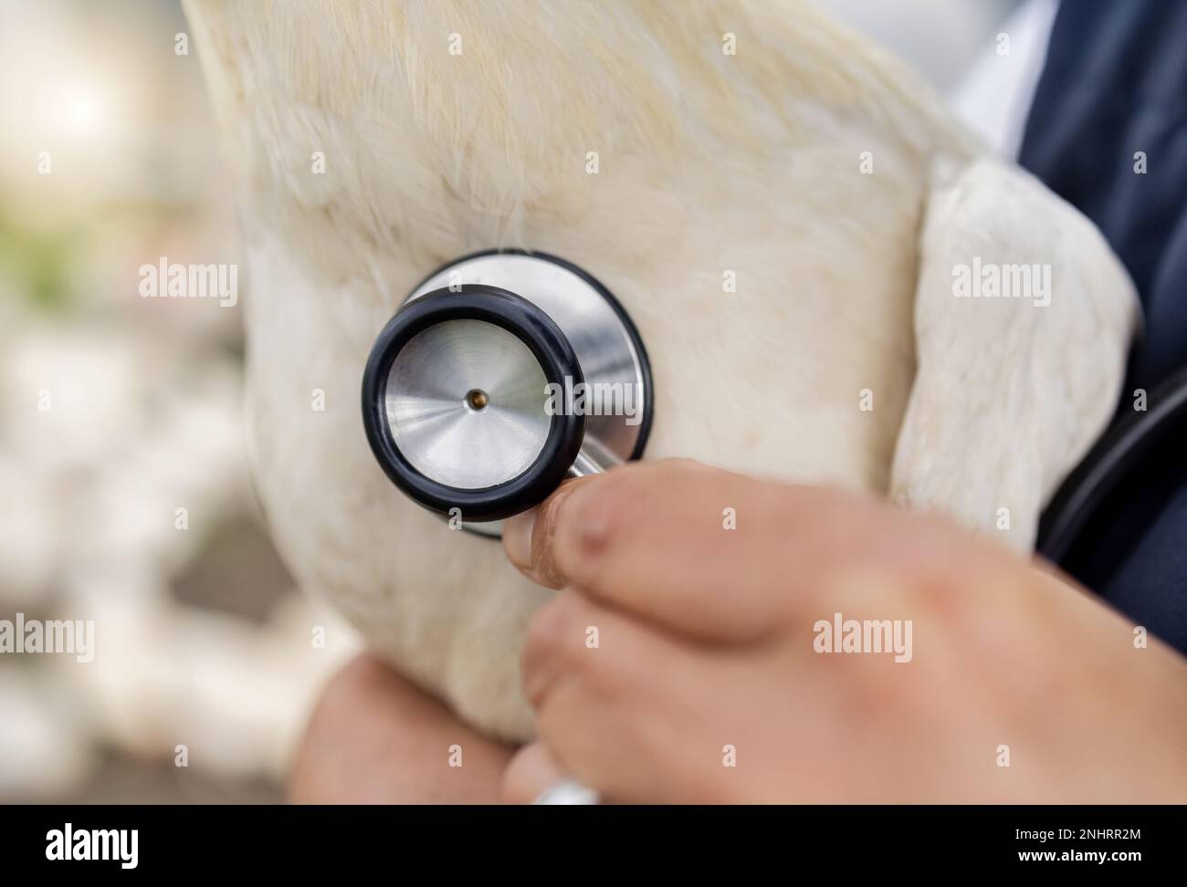 Chicken, health and stethoscope with vet, agriculture and livestock ...