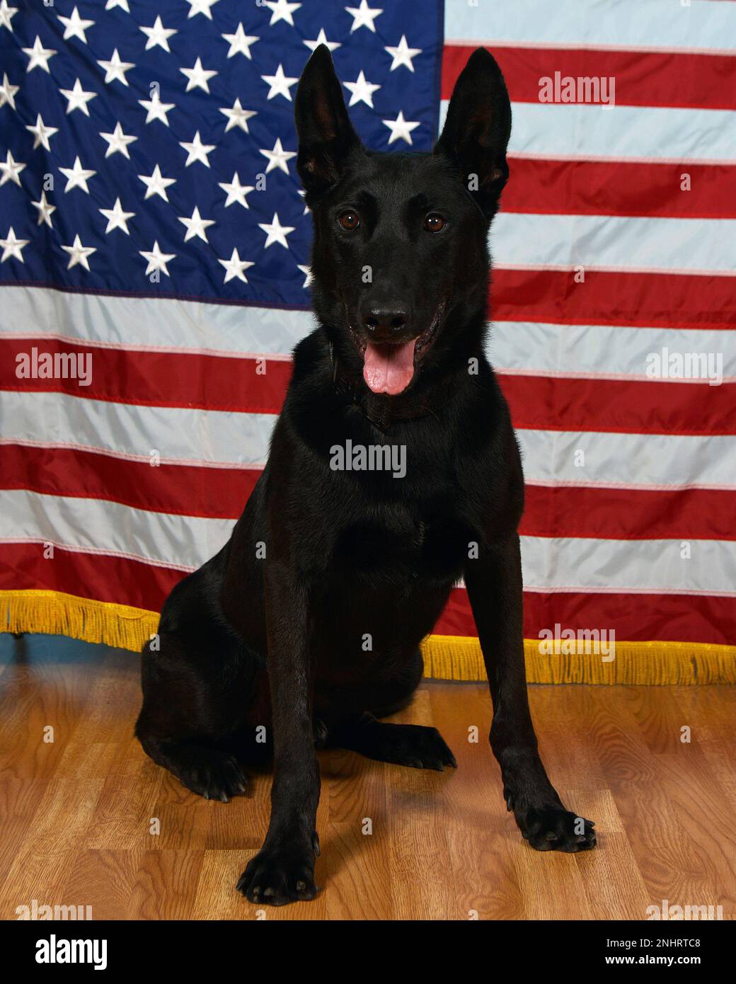 U.S. Army military working dog BOSS A340, assigned to the USAG Italy ...